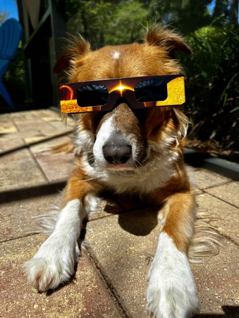 Pets and The Solar Eclipse | Yappy Life